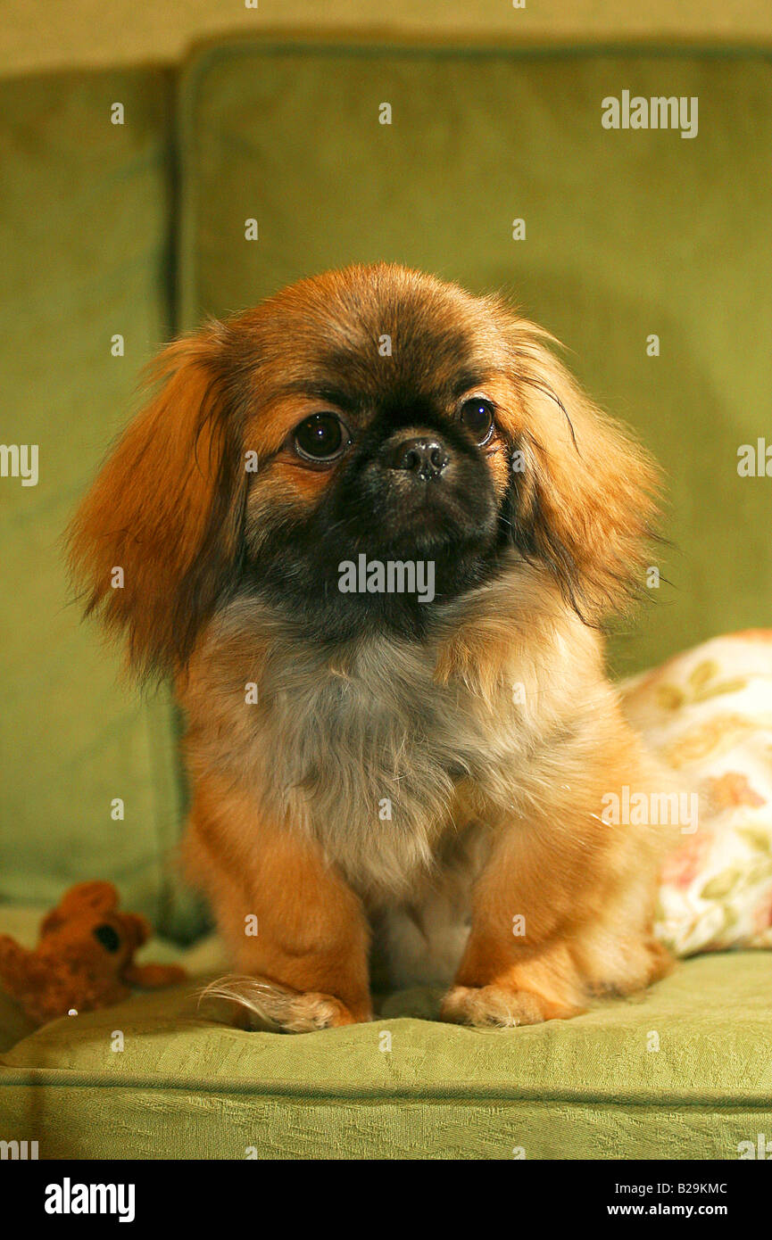 Pekingese / Pekinese Stock Photo - Alamy
