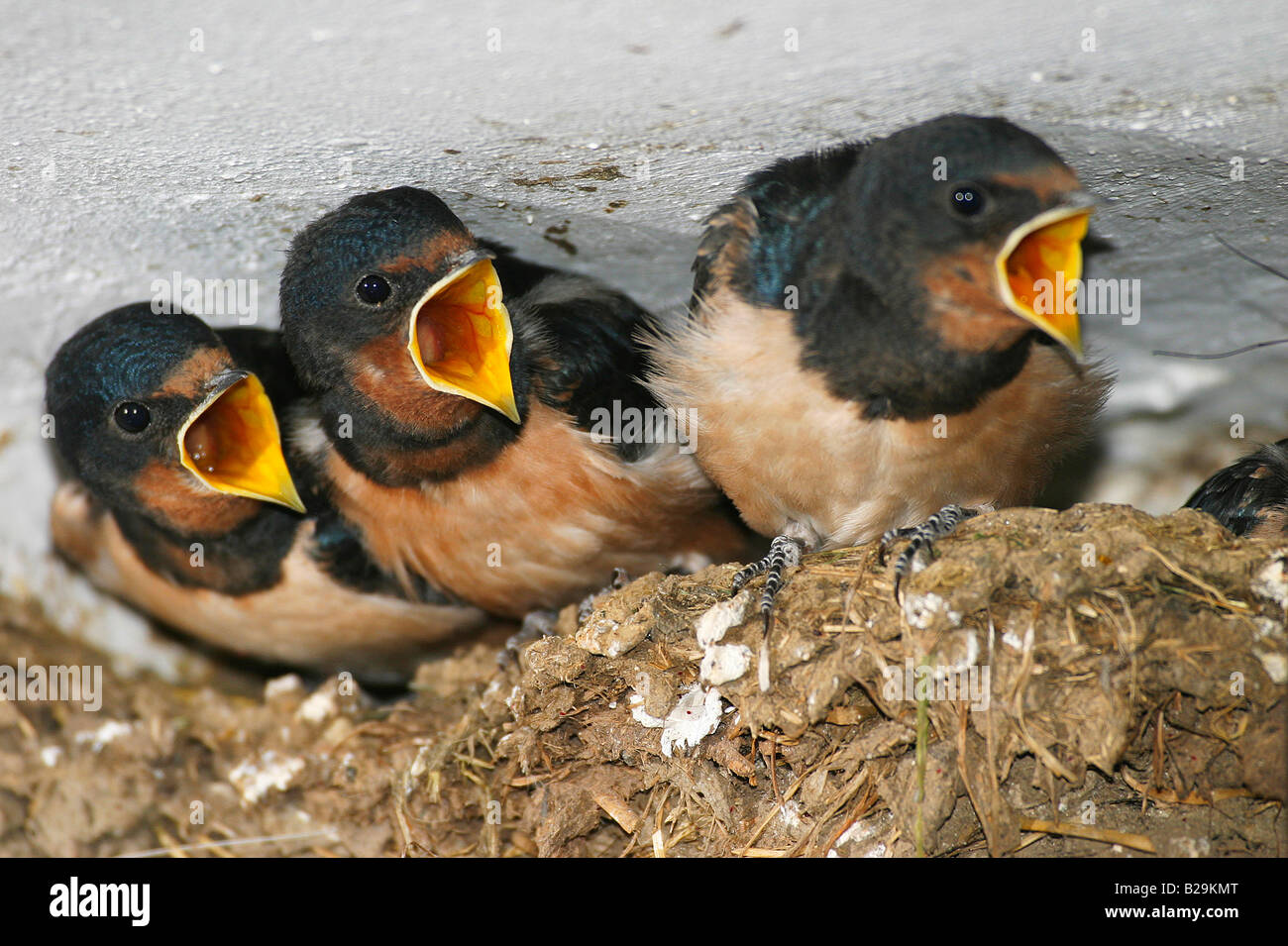 Barn swallow siblings hi-res stock photography and images - Alamy