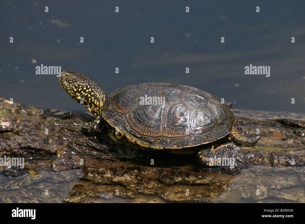 European Pond Turtle Stock Photo - Alamy
