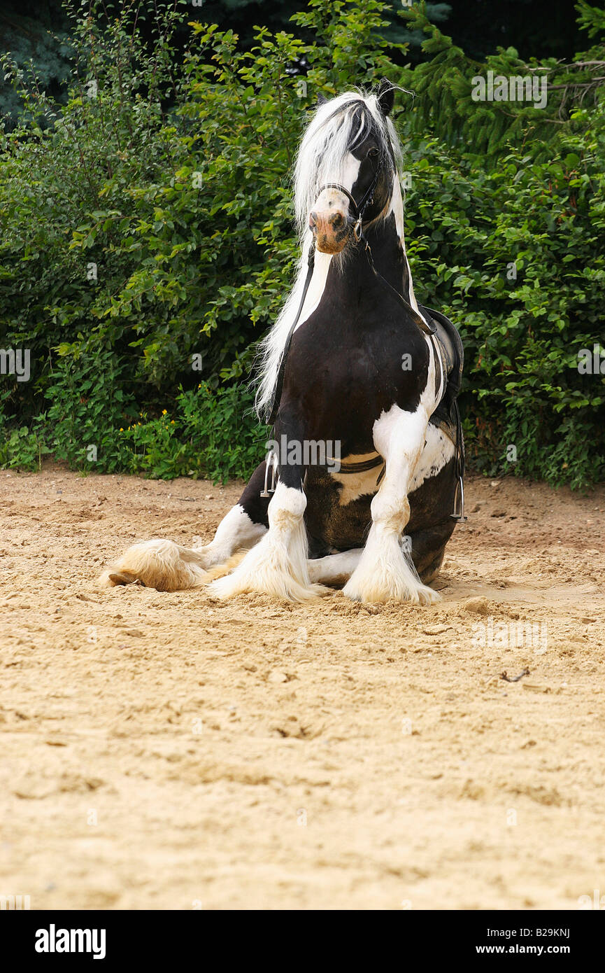 Irish Tinker Pony Stock Photo - Alamy