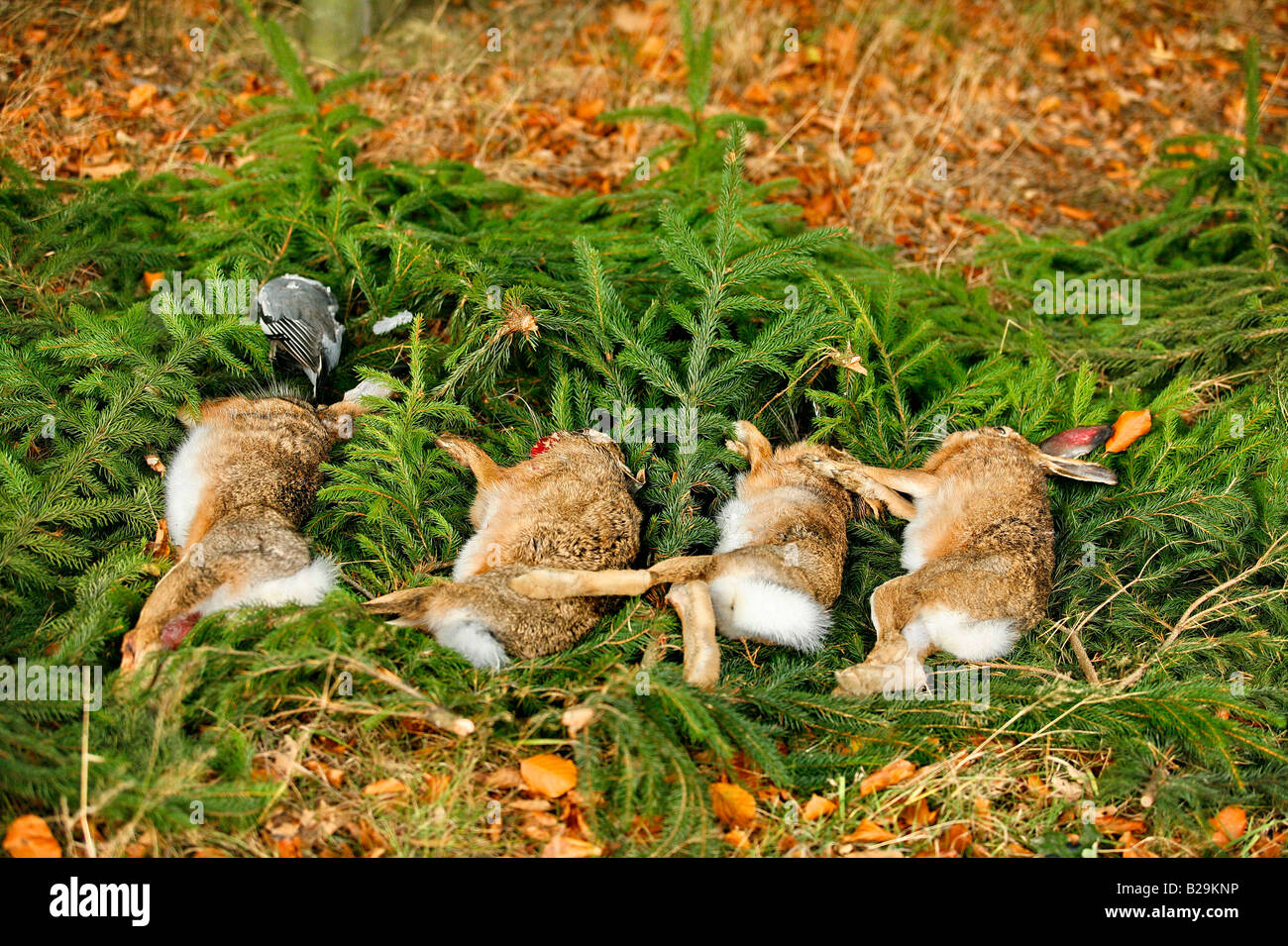 Battue hi-res stock photography and images - Alamy