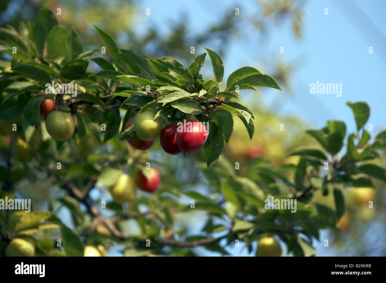 Green cherry plum hi-res stock photography and images - Alamy