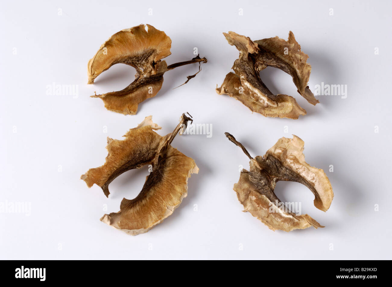 Walnut comb hi-res stock photography and images - Alamy