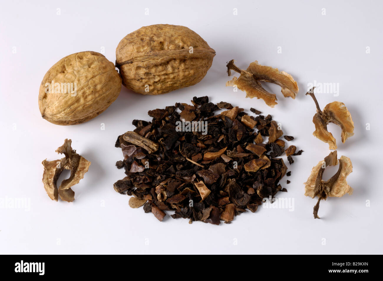 Walnut husk juglans regia hi-res stock photography and images - Alamy