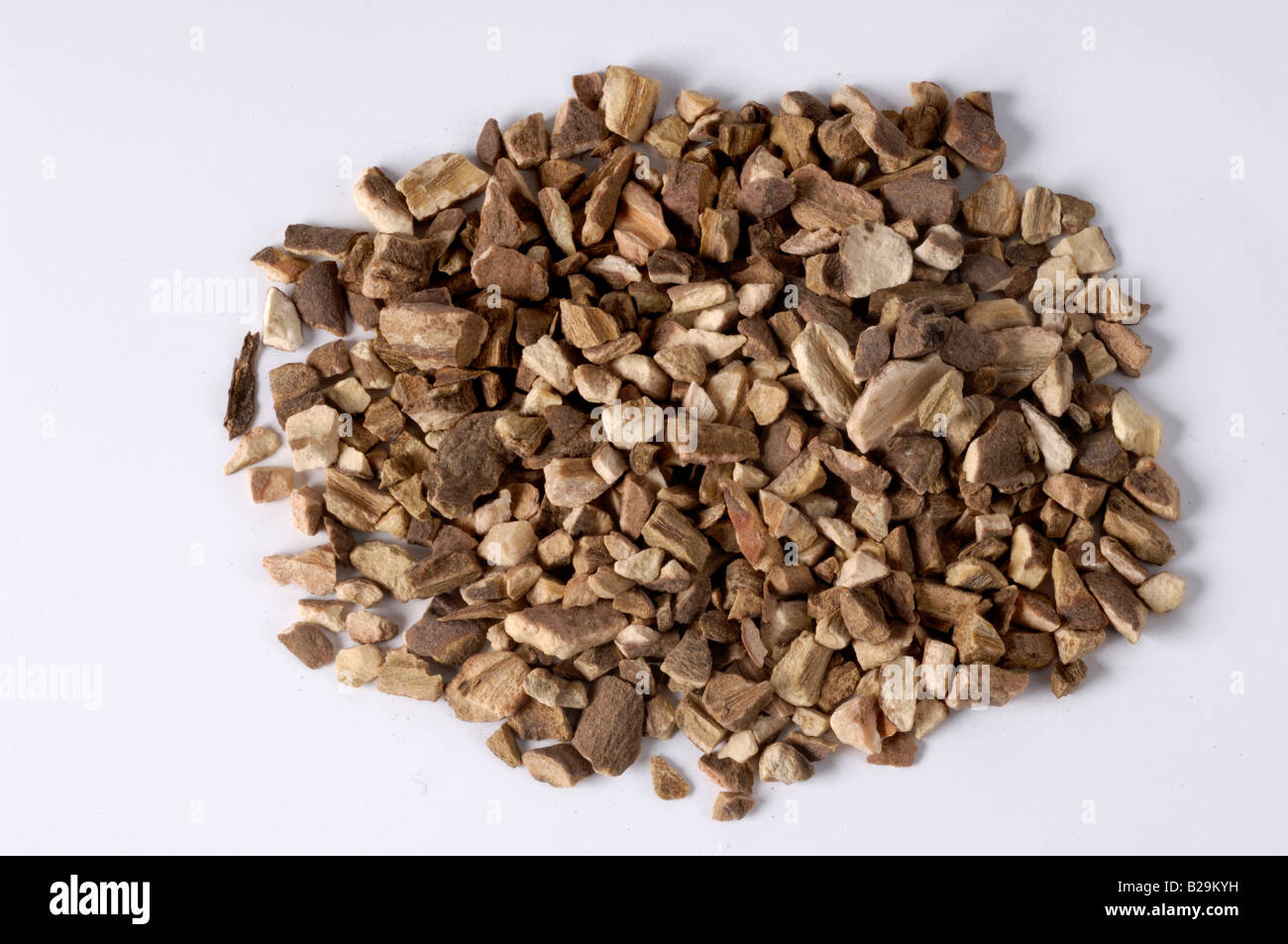 Tree Peony / Mu Dan Pi Stock Photo - Alamy