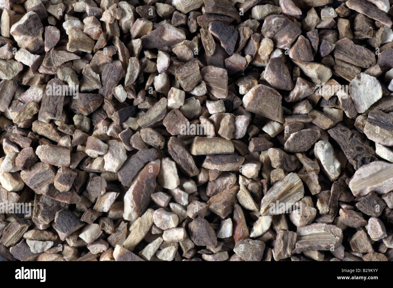 Tree Peony / Mu Dan Pi Stock Photo - Alamy