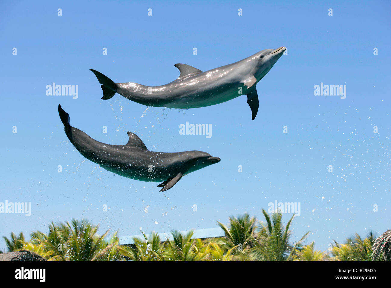 Caribbean Dominican Republic North of the Island Ocean world Stock ...