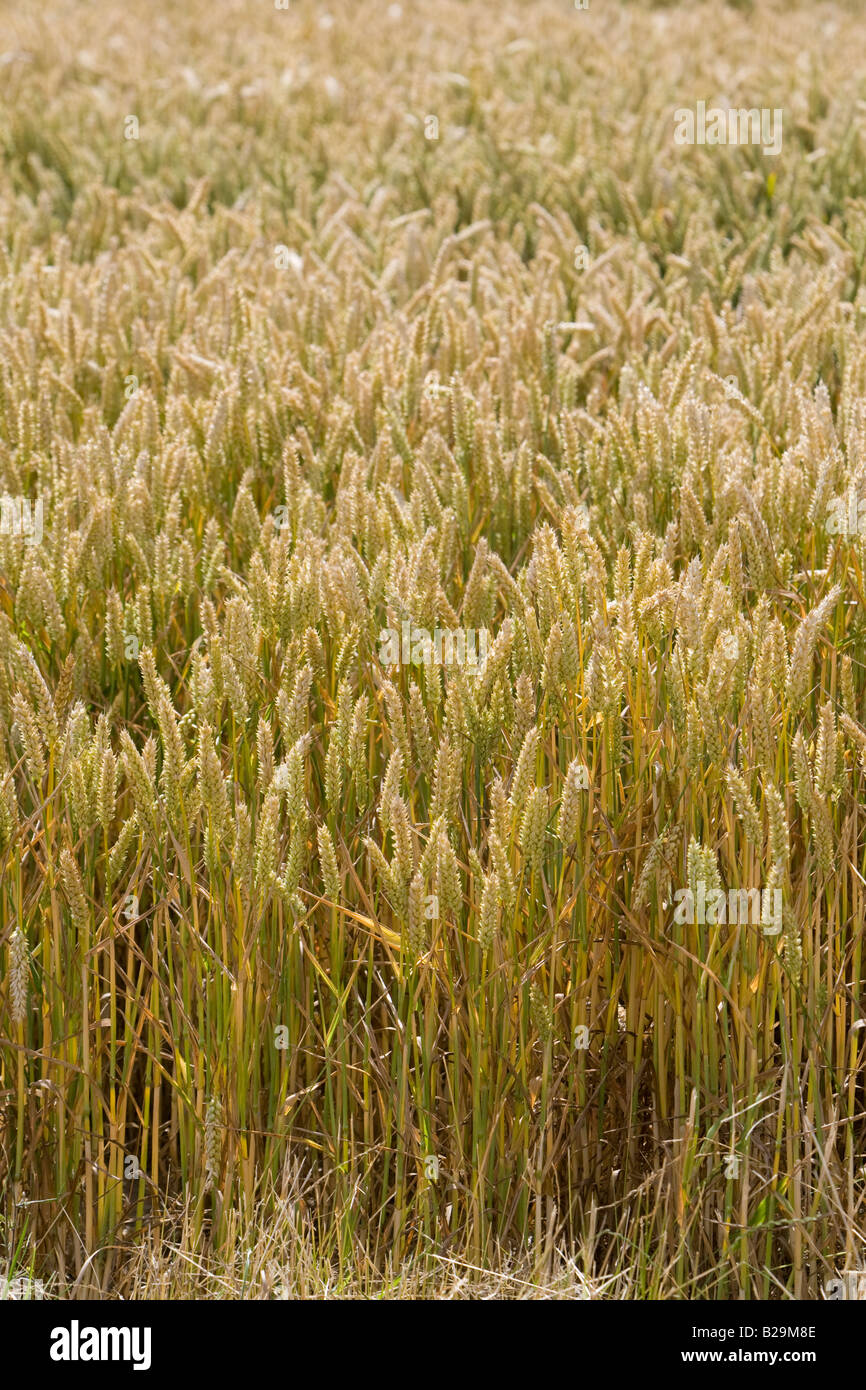 Wheat Triticum spp. growing in a field in Kent UK summer Stock Photo ...