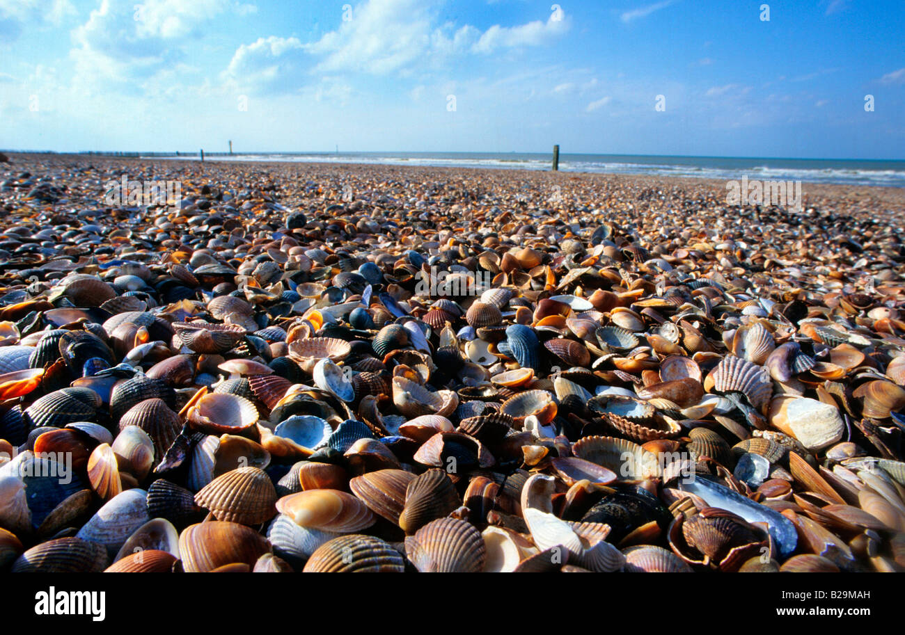 Shells on beach Stock Photo - Alamy