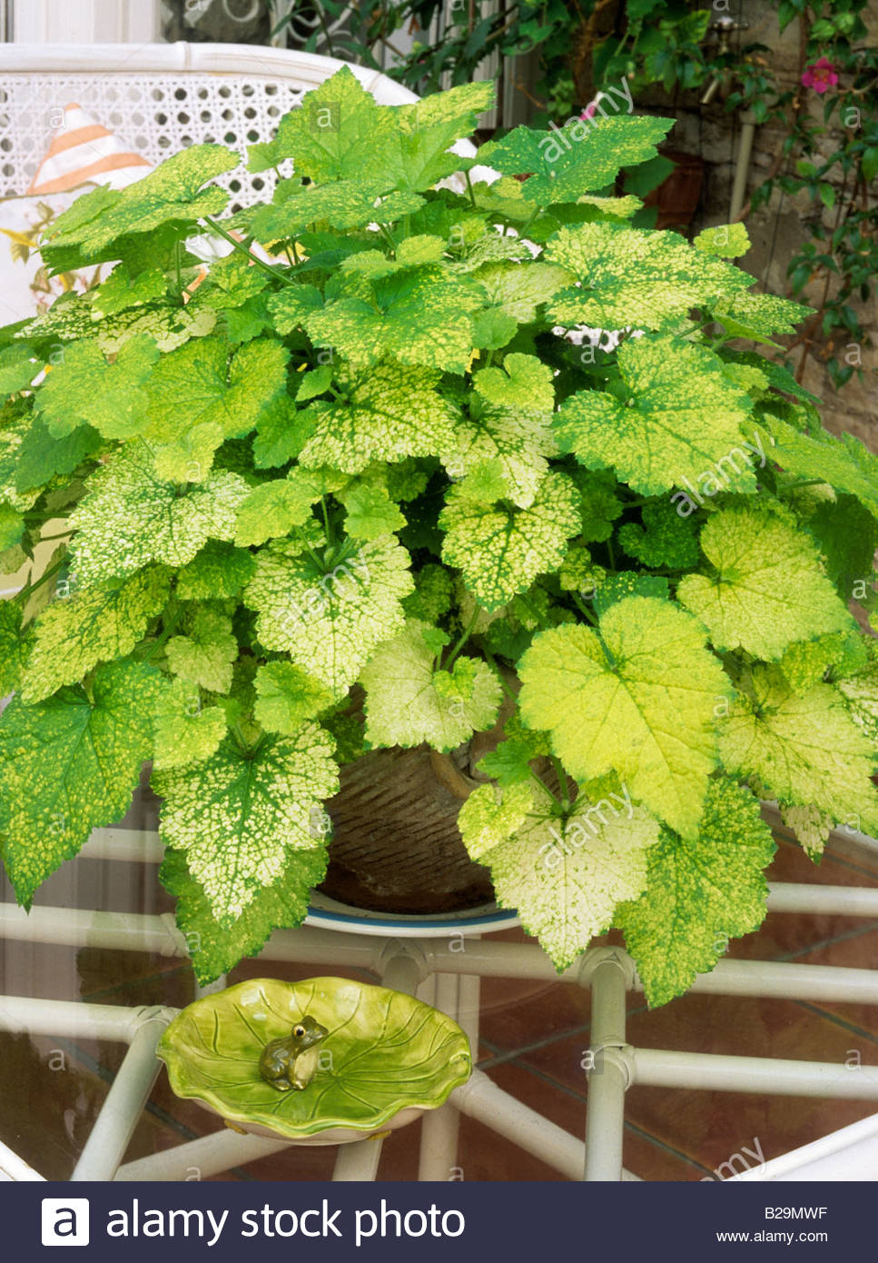 Tolmiea Menziesii Stock Photos & Tolmiea Menziesii Stock Images - Alamy