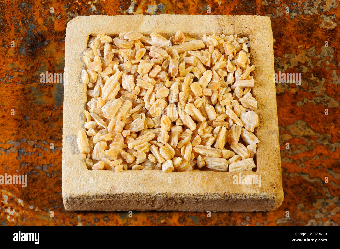 Glehnia Root / Bei Sha Shen Stock Photo - Alamy