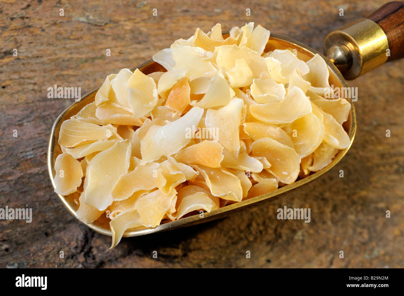 Lily Bulb / Bai He Stock Photo - Alamy