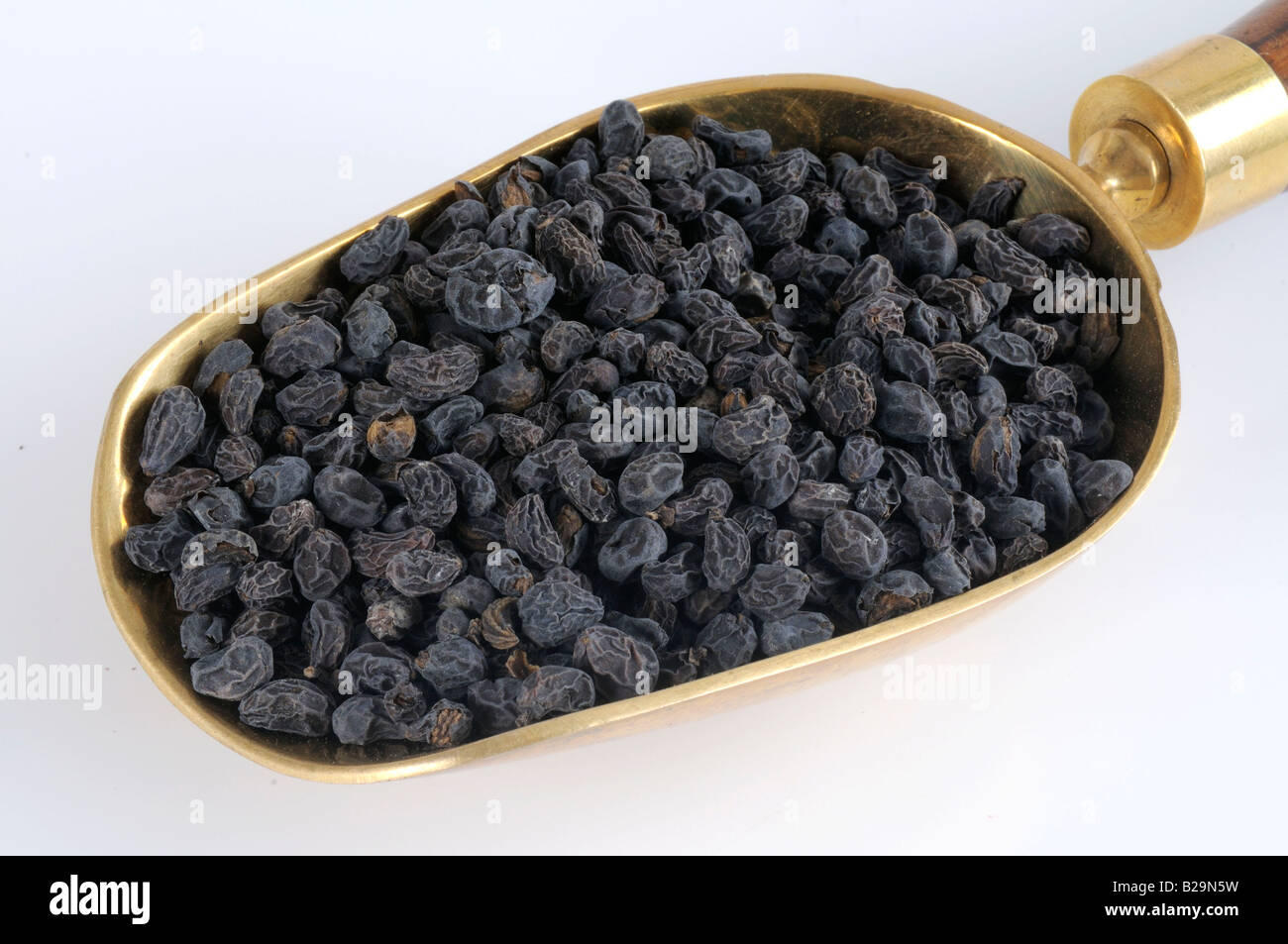 Glossy privet hi-res stock photography and images - Alamy