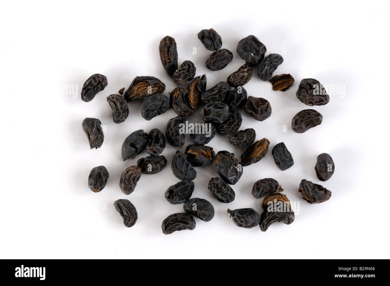 Glossy privet hi-res stock photography and images - Alamy