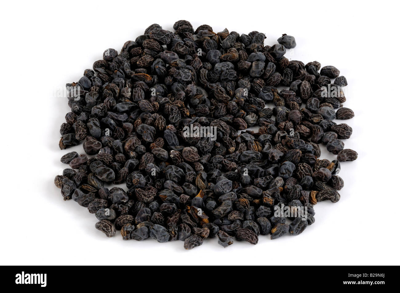 Chinese Glossy Privet High Resolution Stock Photography and Images - Alamy