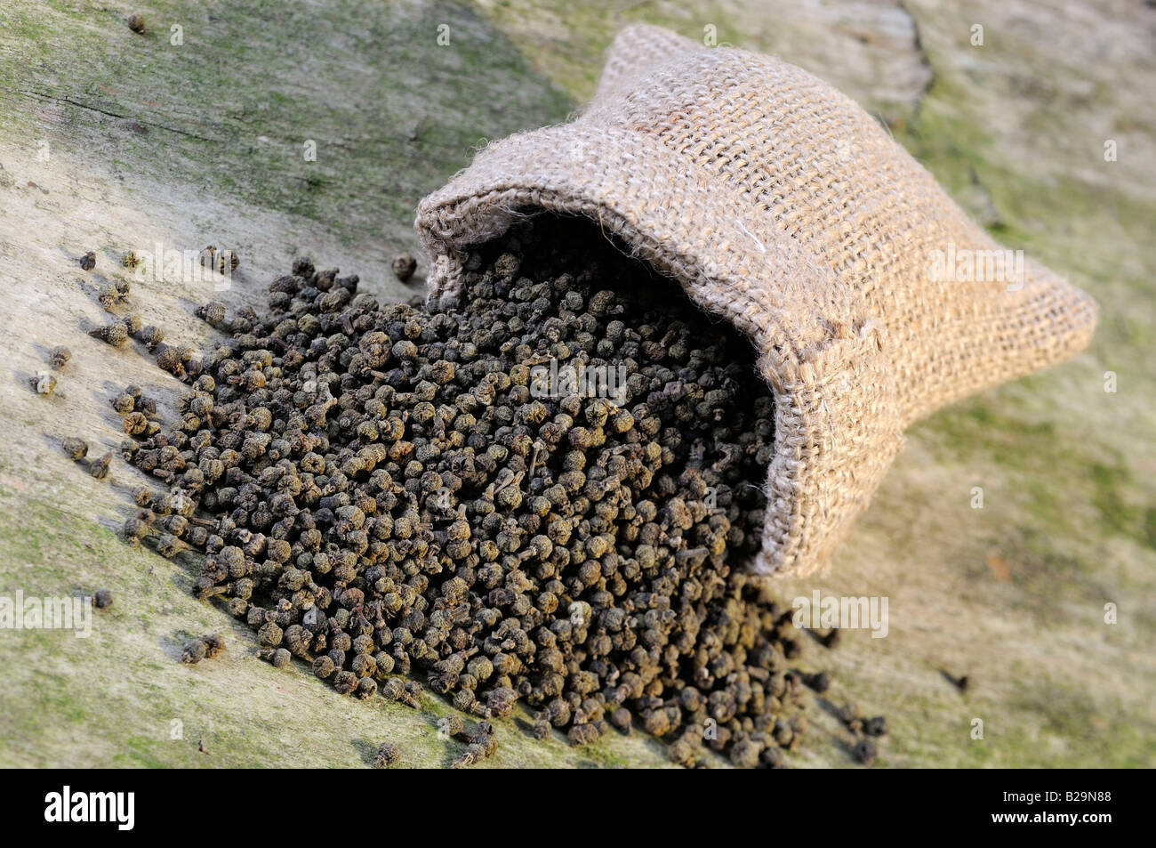 Medicinal Evodia Fruit / Wu Zhu Yu Stock Photo - Alamy