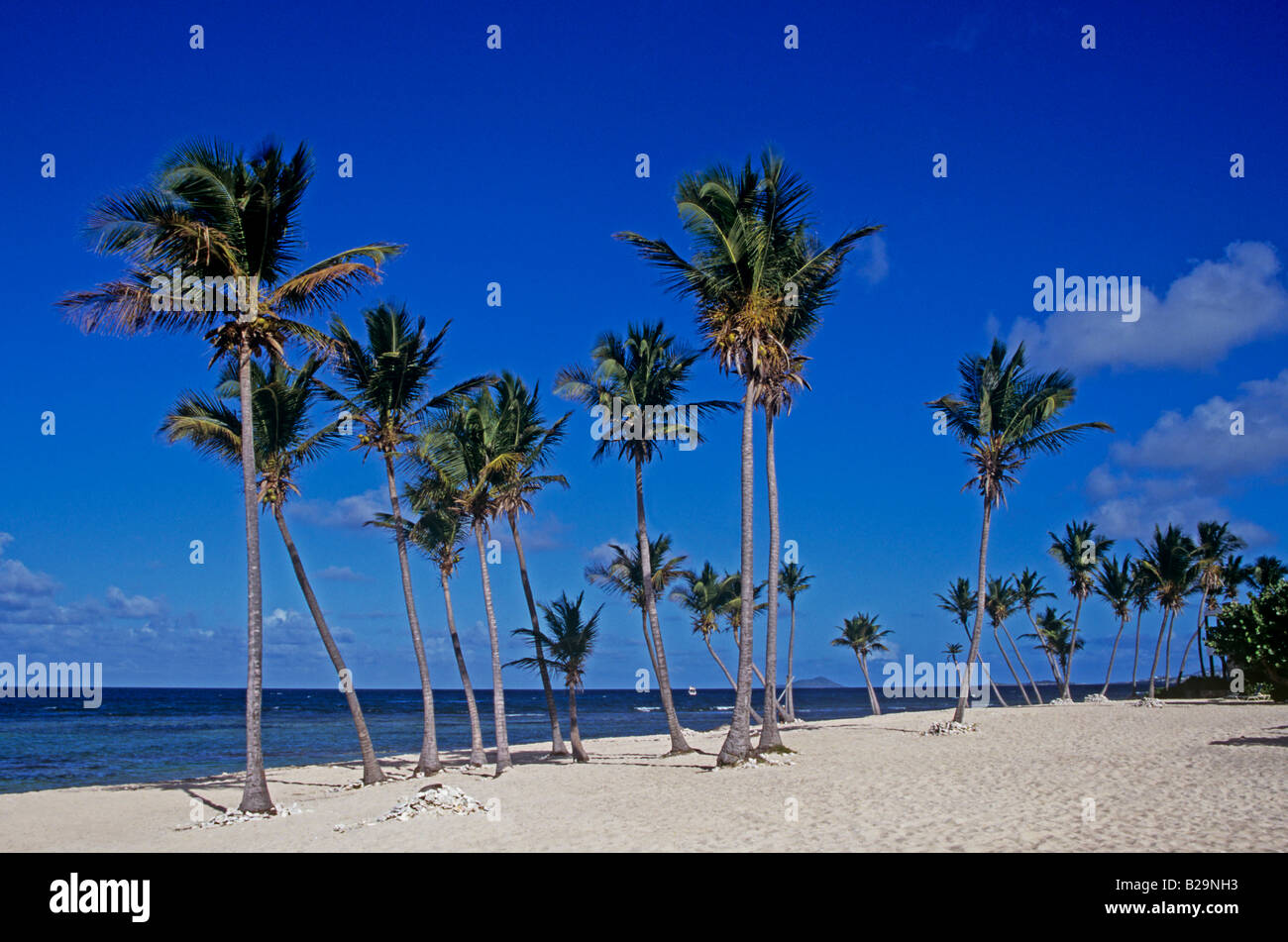Cormorant Bay Beach St Croix US Virgin Islands Caribbean Stock Photo ...