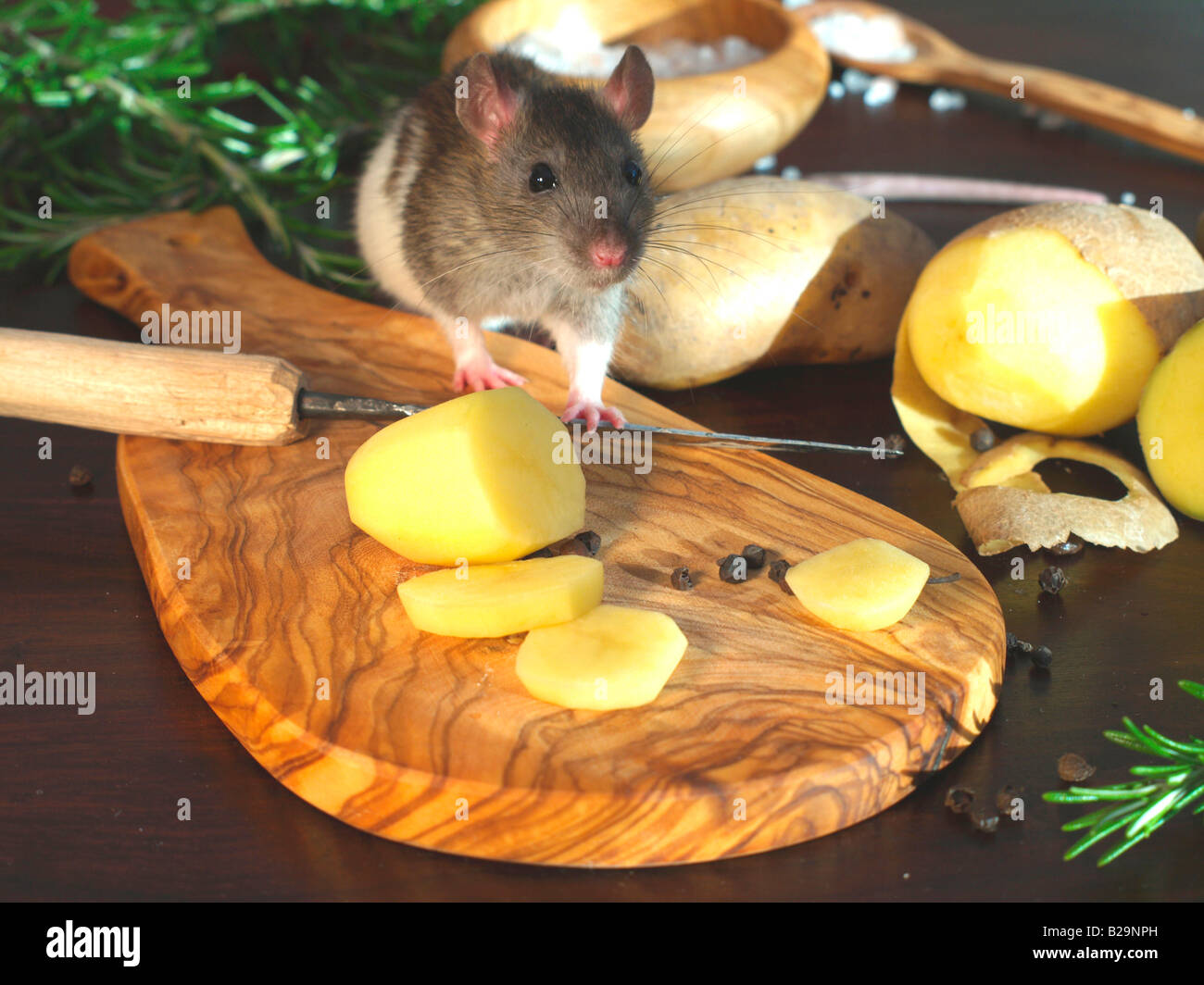 Pet potatoes hi-res stock photography and images - Alamy