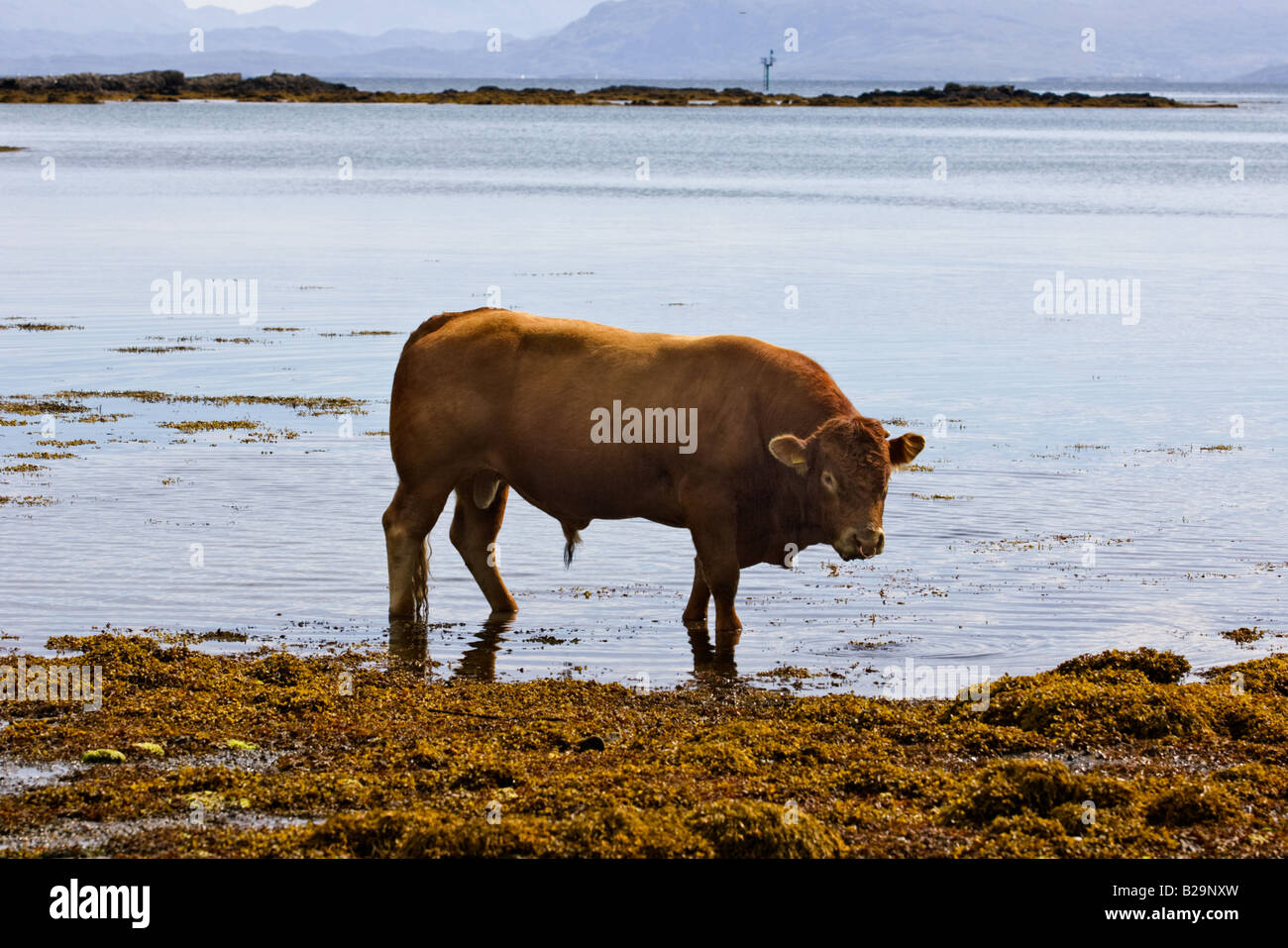 Bull on beach and in sea on the Isle of Eigg Scotland Stock Photo - Alamy