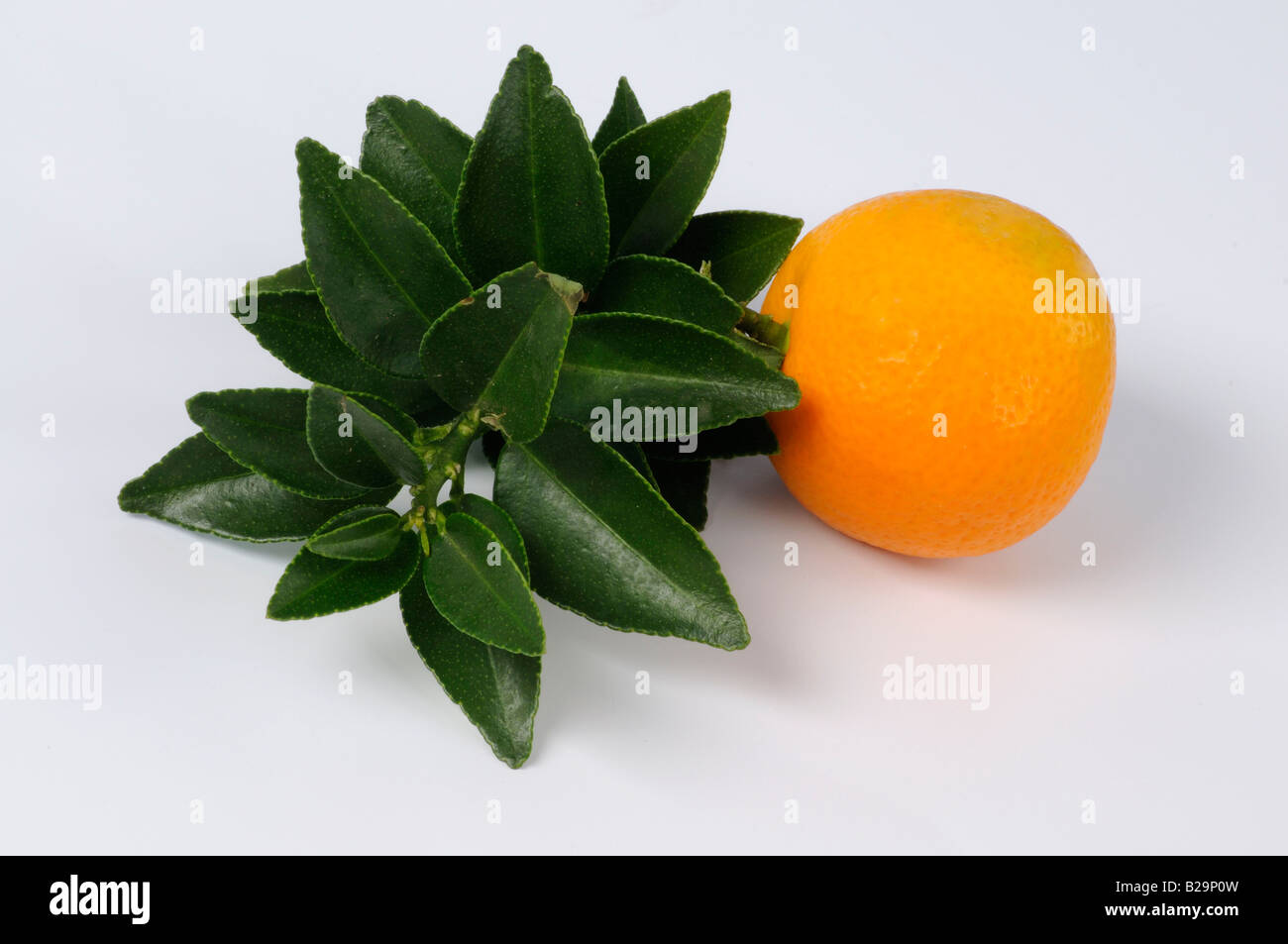 Tangerine citrus reticulata leaves hi-res stock photography and images ...