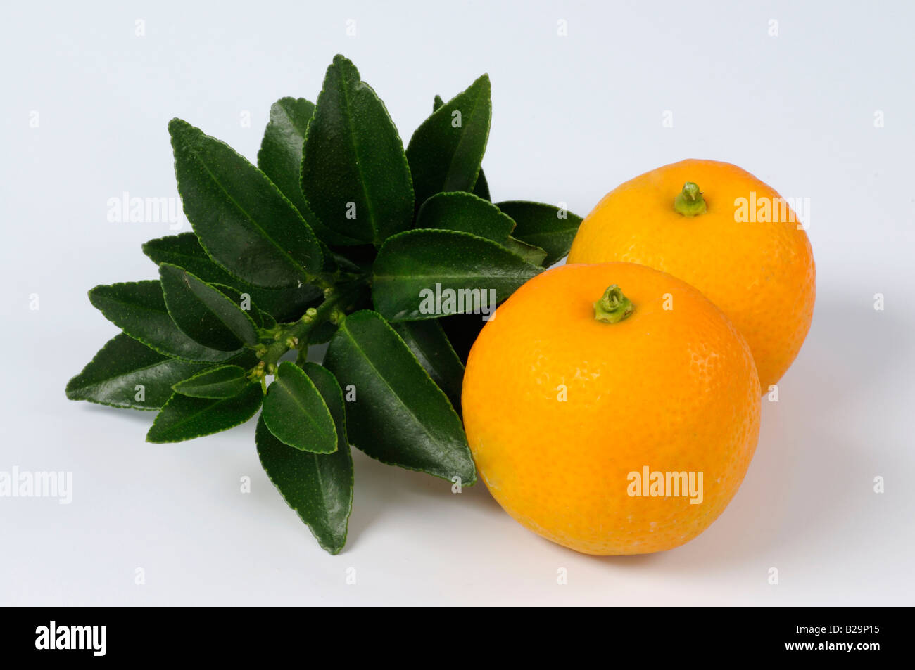Tangerine tangerines Cut Out Stock Images & Pictures - Alamy