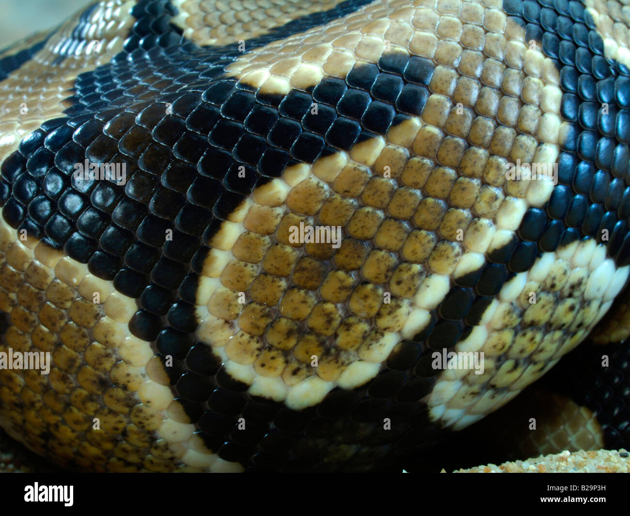 Royal python hi-res stock photography and images - Alamy