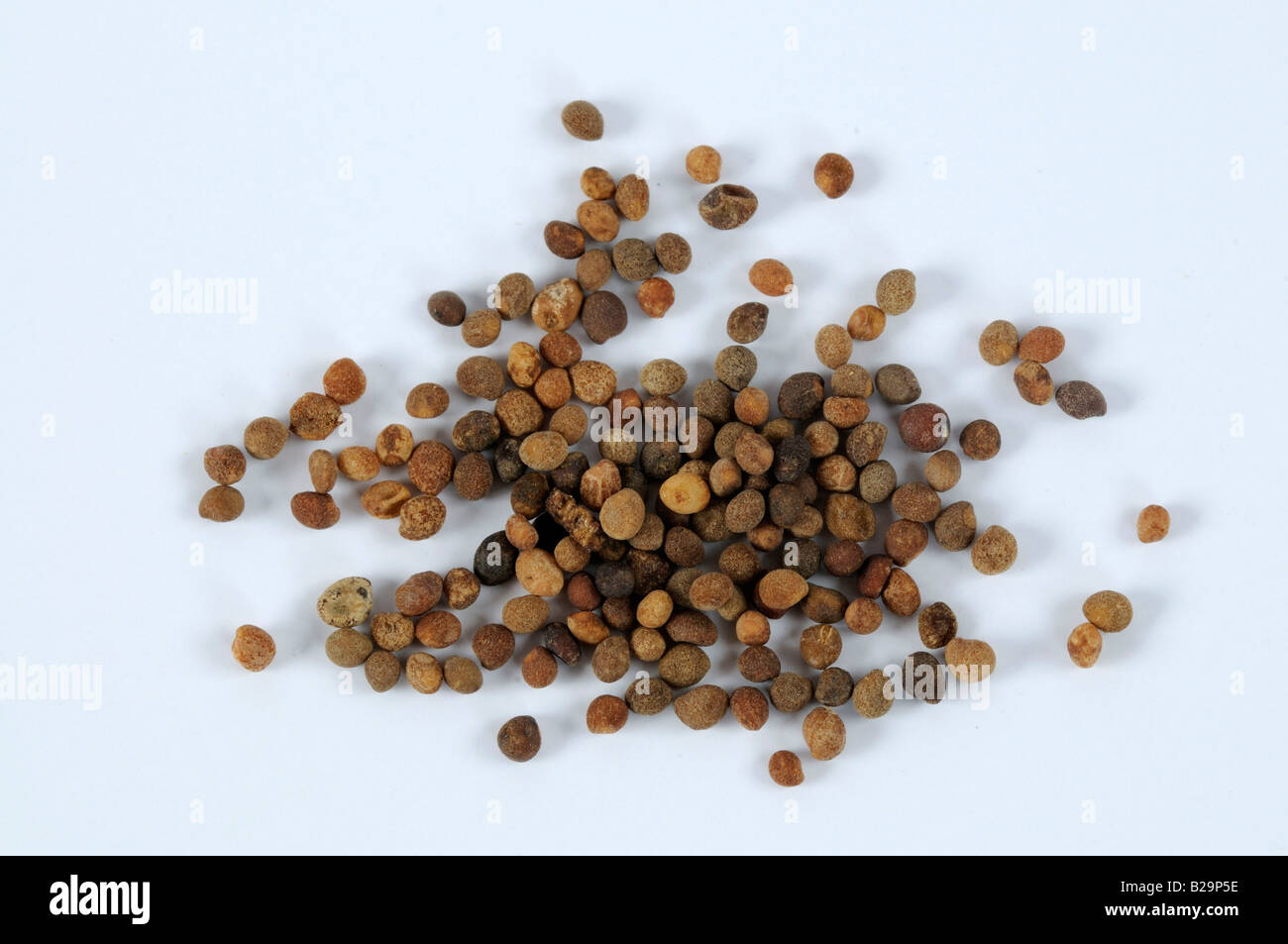 South Dodder Seed / Tu Si Zi Stock Photo - Alamy