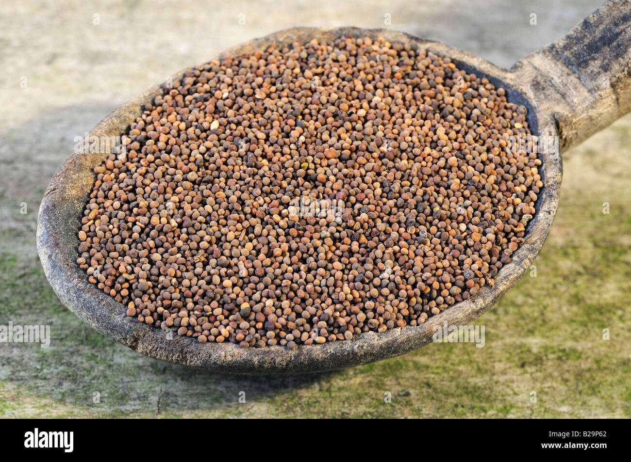 South Dodder Seed / Tu Si Zi Stock Photo - Alamy
