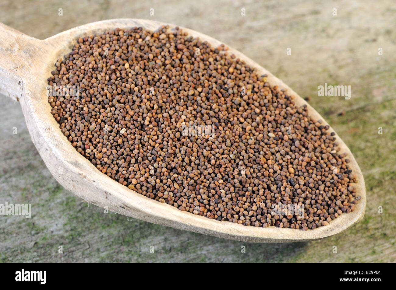 South Dodder Seed / Tu Si Zi Stock Photo - Alamy