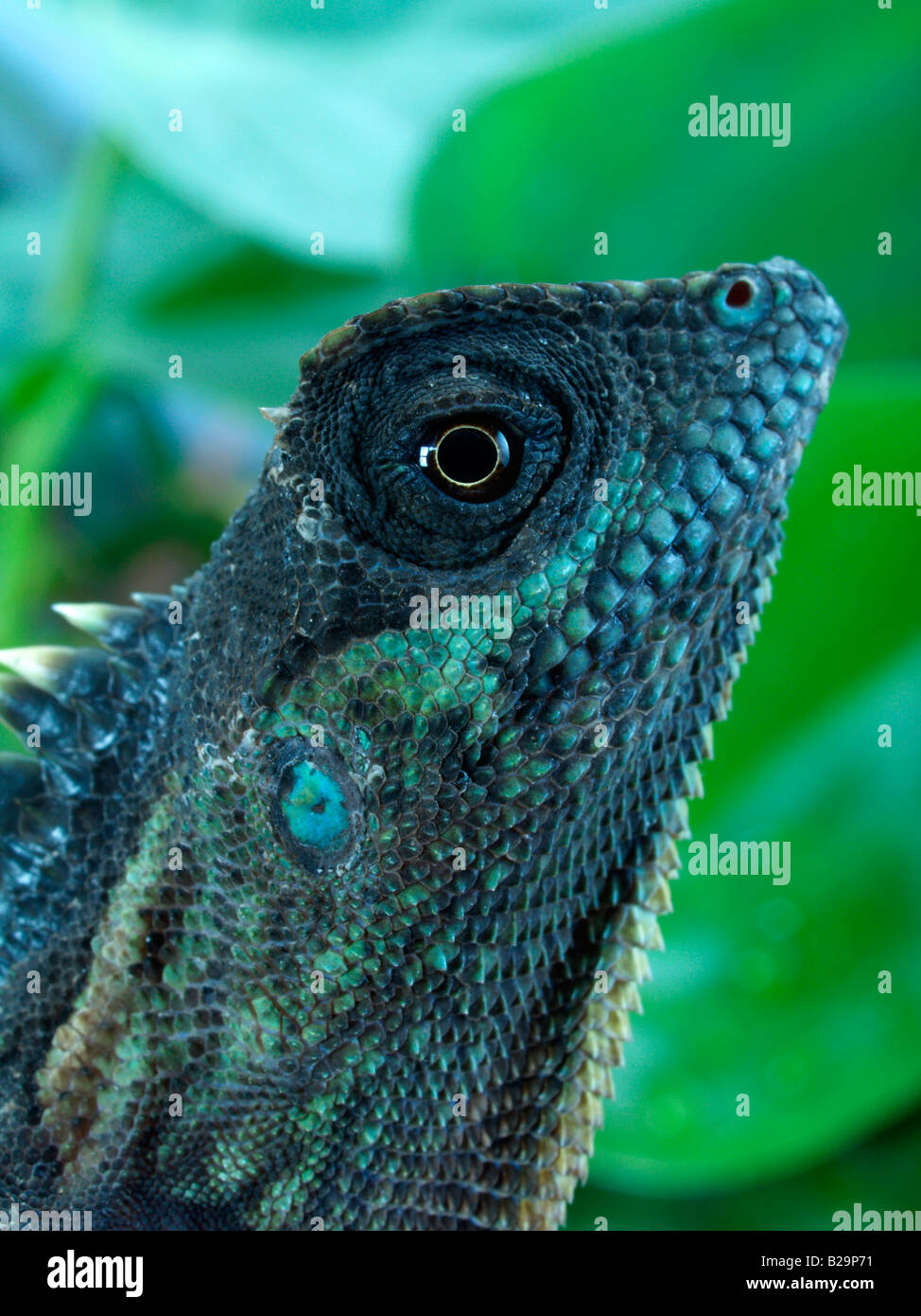 Angle head lizard hi-res stock photography and images - Alamy