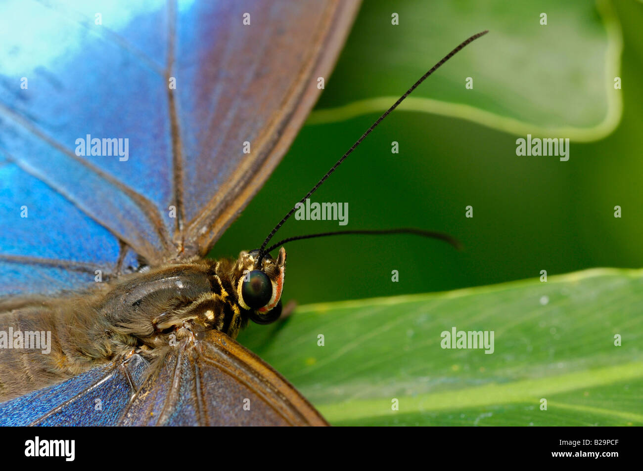 Morpho adult butterfly hi-res stock photography and images - Alamy