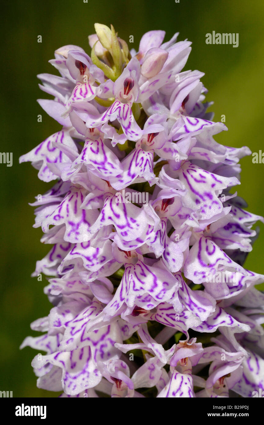 Broad leaved marsh hi-res stock photography and images - Alamy