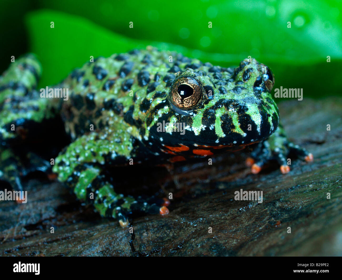 Oriental Fire-bellied Toad Stock Photo - Alamy