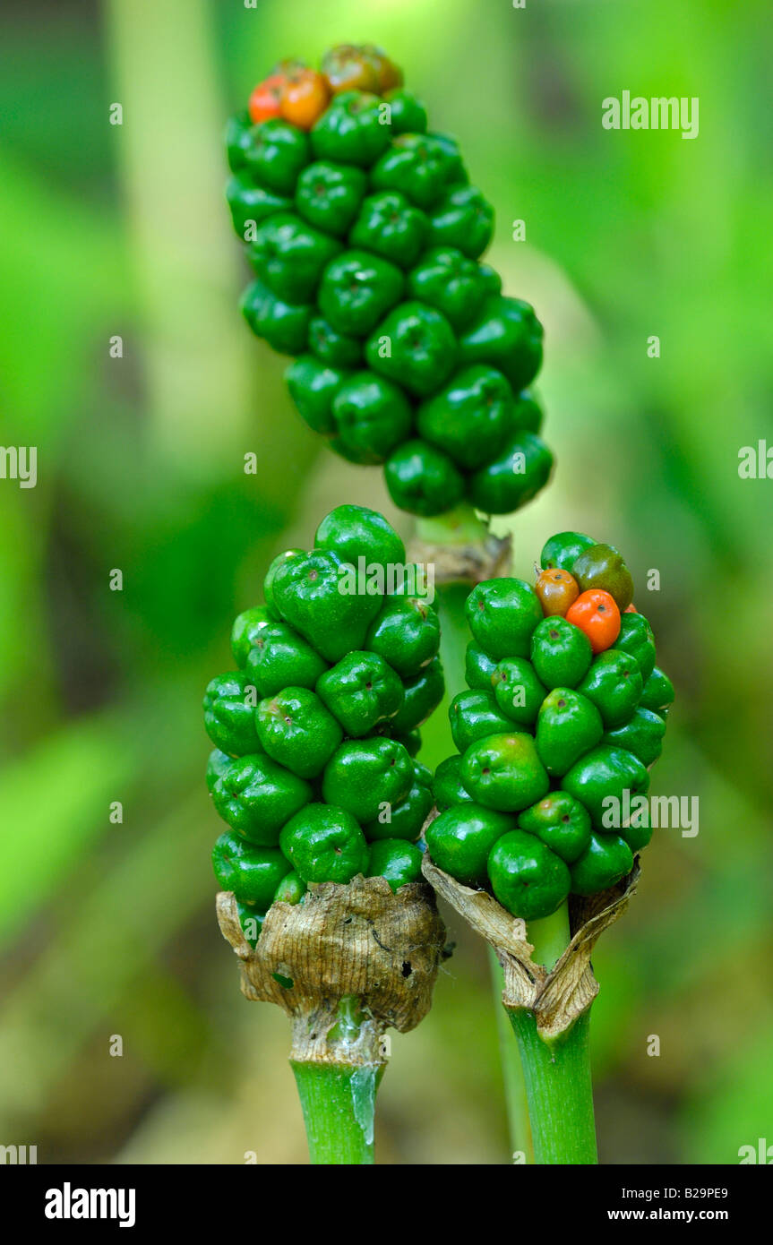 Lords and Ladies Stock Photo - Alamy