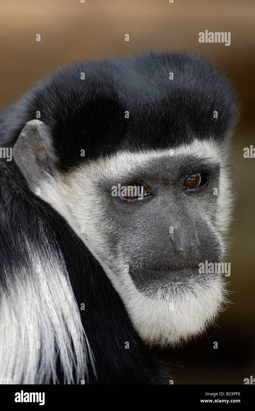 Adult male colobus monkey hi-res stock photography and images - Alamy