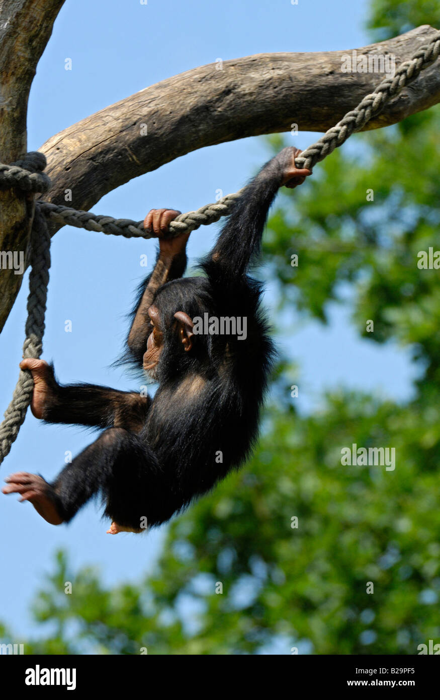Chimpanzee / Chimpy Stock Photo - Alamy