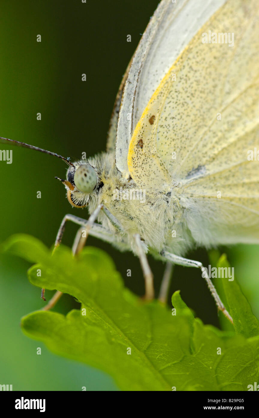 Large Cabbage White Butterfly Stock Photo - Alamy
