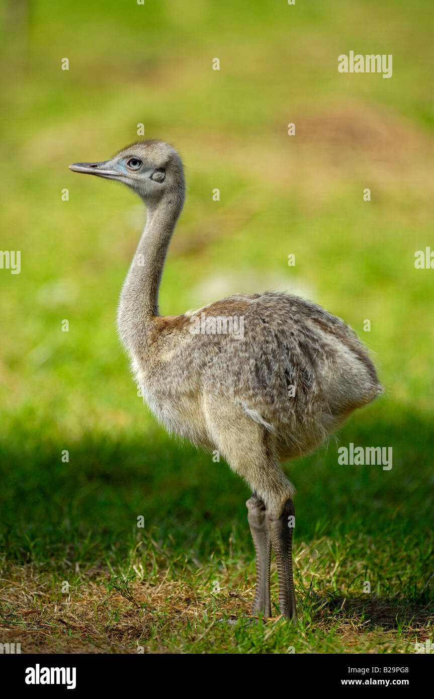 Rhea young hi-res stock photography and images - Alamy