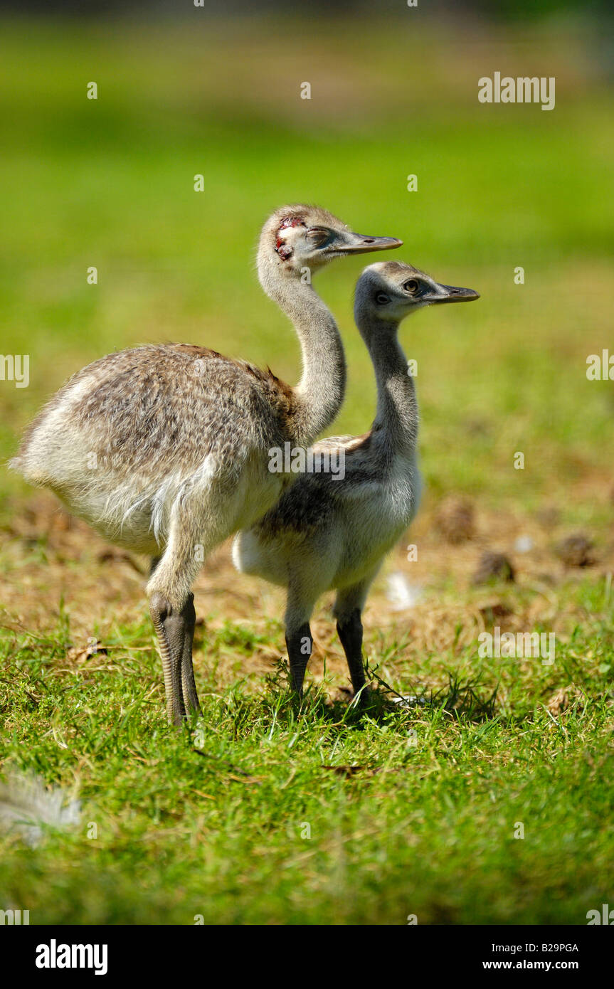 Rhea with chicks hi-res stock photography and images - Alamy