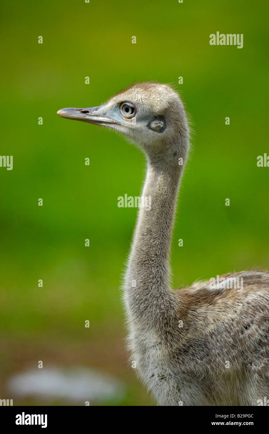 Rhea young hi-res stock photography and images - Alamy