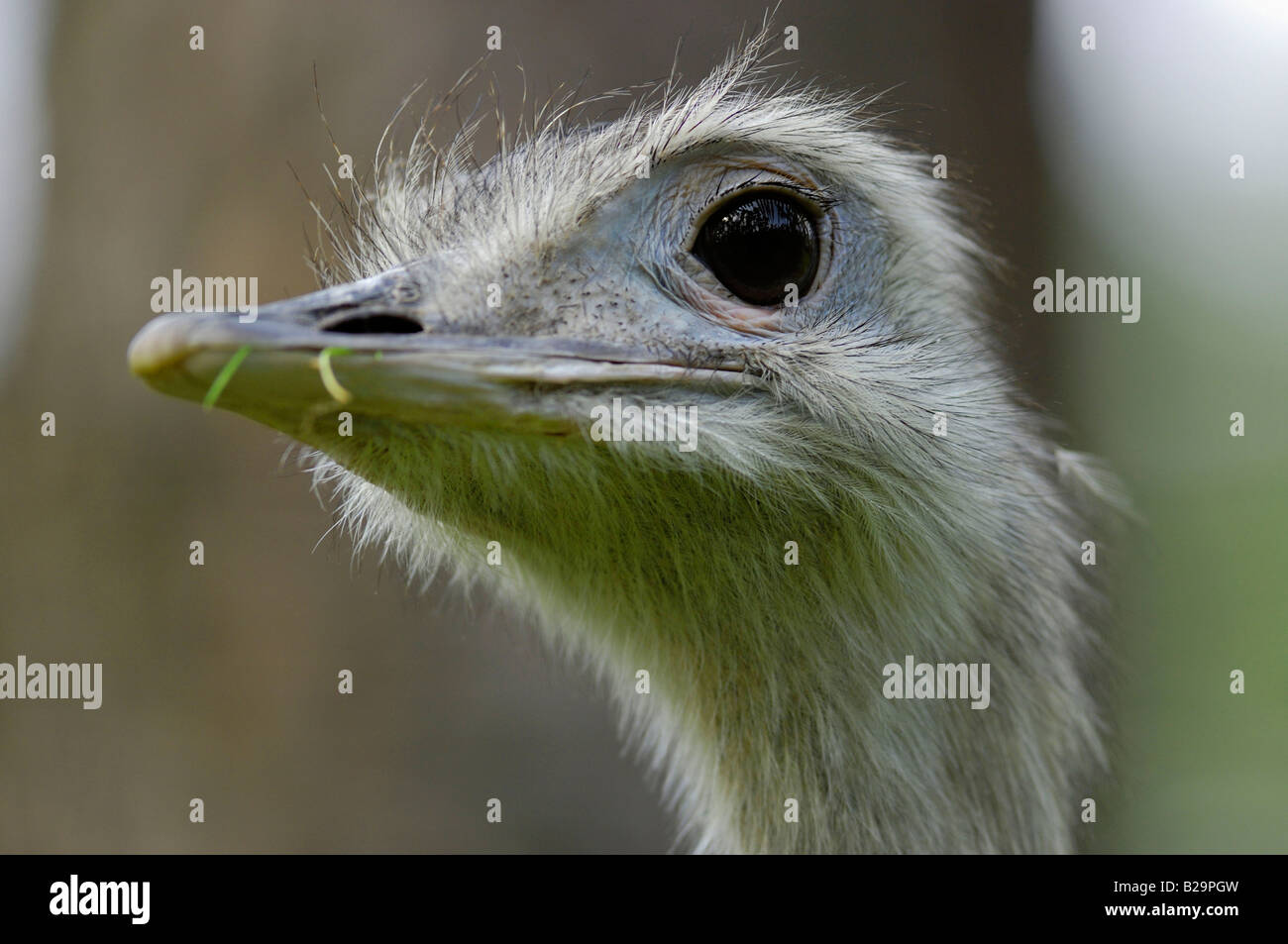 American rhea hi-res stock photography and images - Alamy