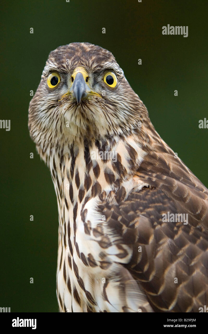 Goshawk hi-res stock photography and images - Alamy