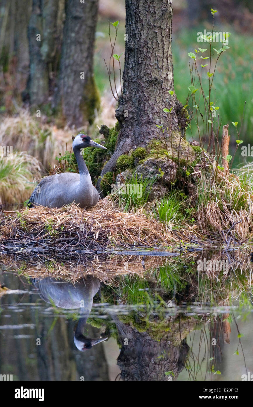 Common crane eggs hi-res stock photography and images - Alamy