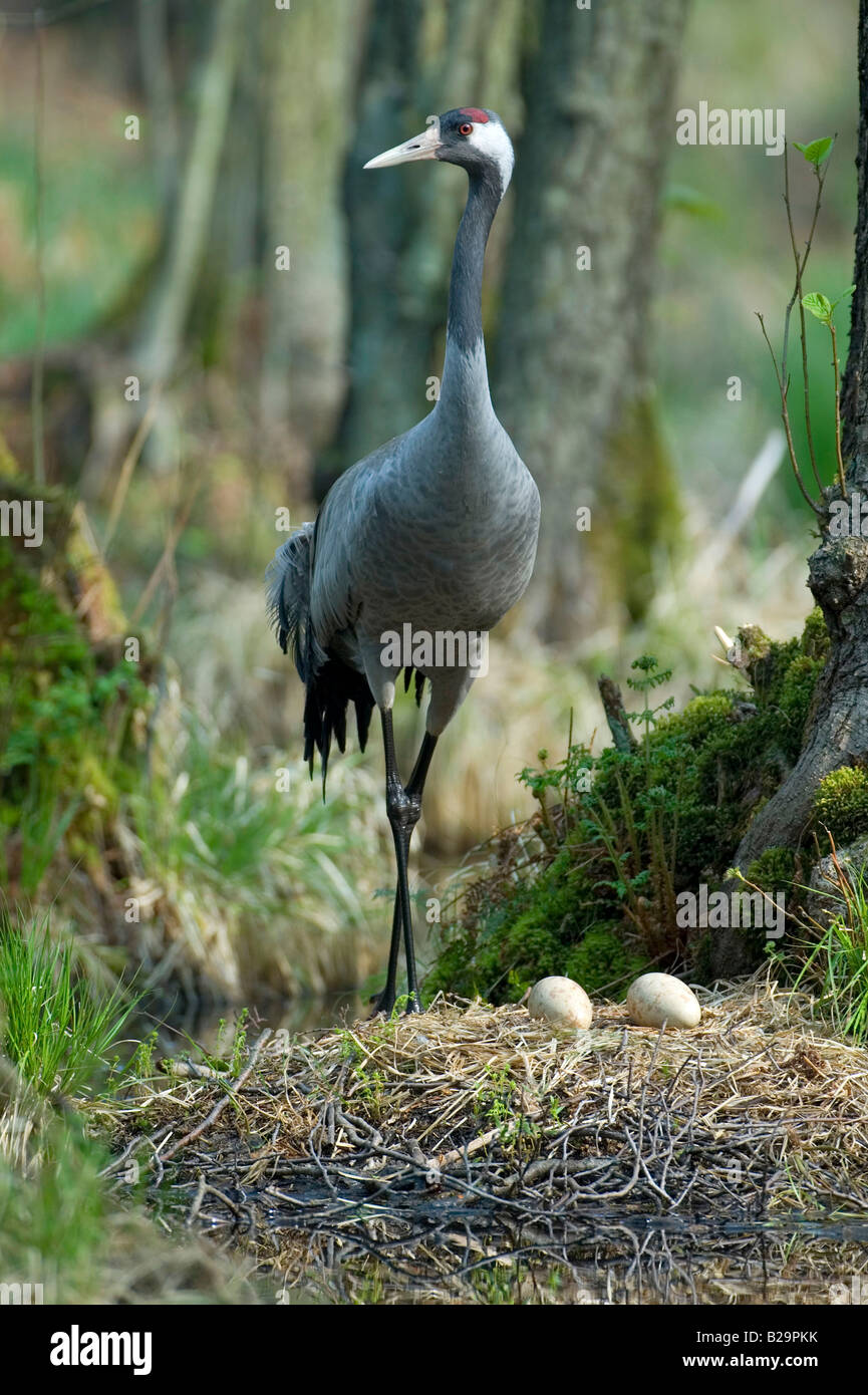 Common crane eggs hi-res stock photography and images - Alamy