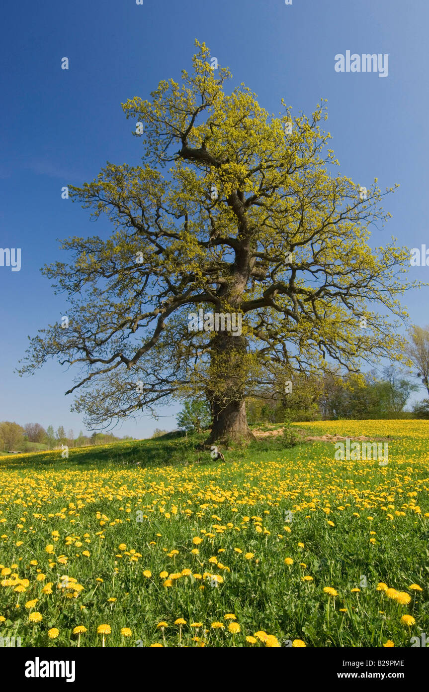 Oak tree hi-res stock photography and images - Alamy