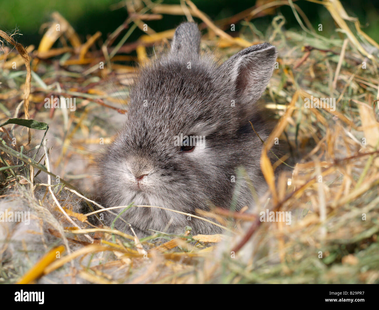 Dwarf rabbit hi-res stock photography and images - Alamy