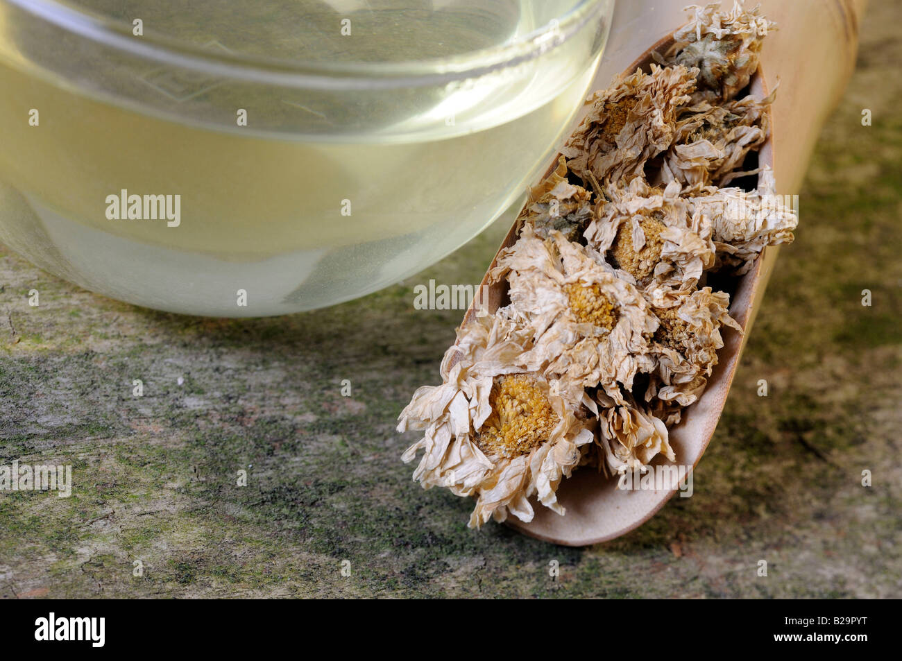 Florist's Chrysanthemum / Ju Hua Stock Photo - Alamy