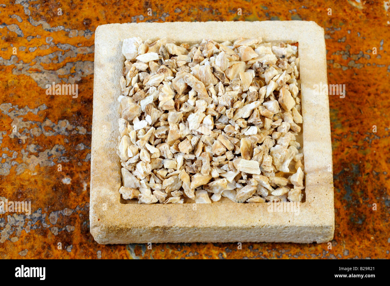 Chinese Angelica / Dang Gui Stock Photo - Alamy