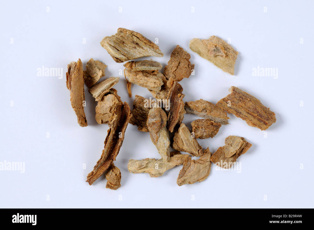 Chinese Wolfberry Root-bark / Di Gu Pi Stock Photo - Alamy