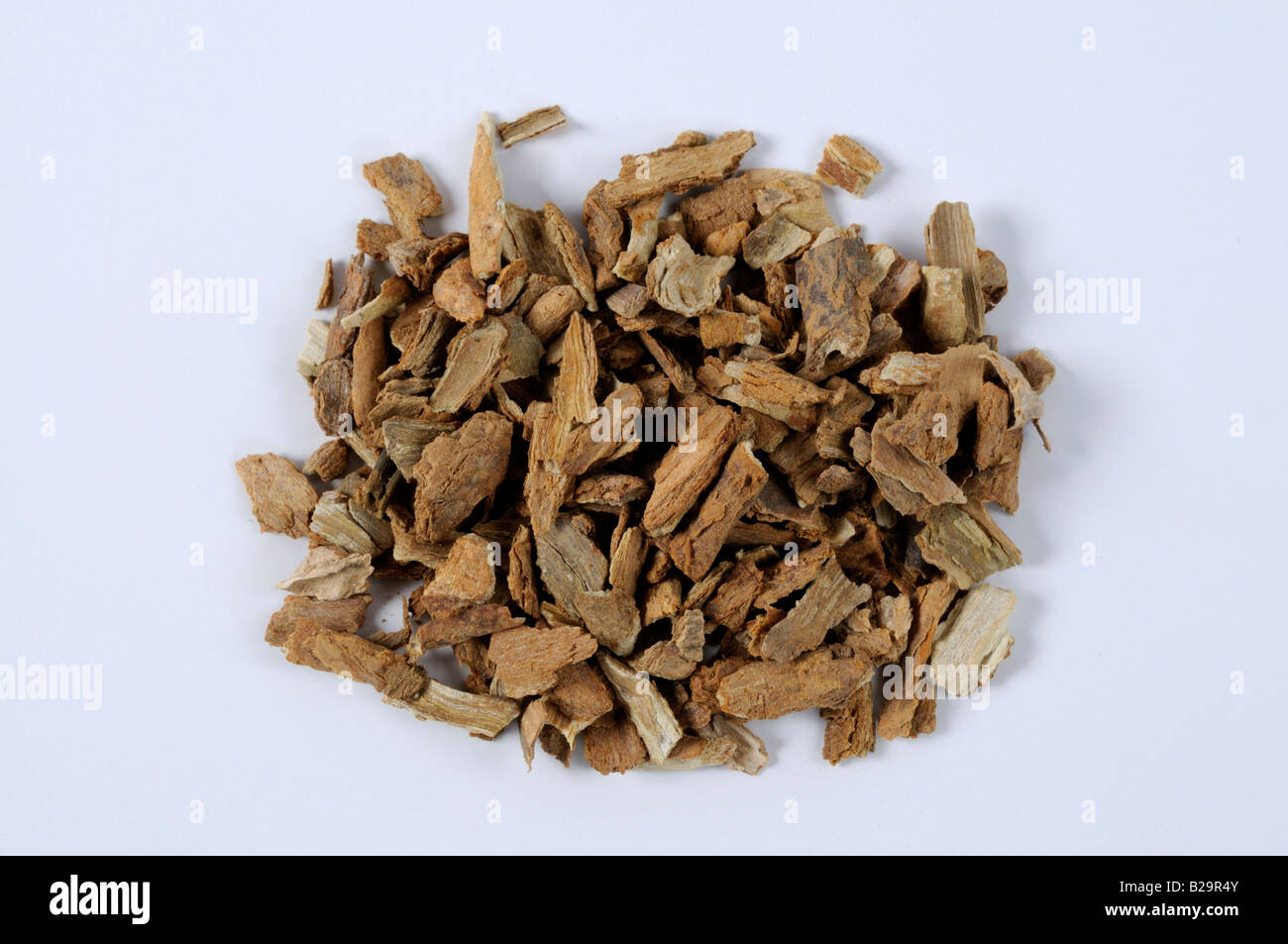 Chinese Wolfberry Root-bark / Di Gu Pi Stock Photo - Alamy